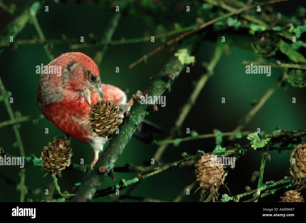 White-winged Crossbill / Two-barred Crossbill Stock Photo - Alamy