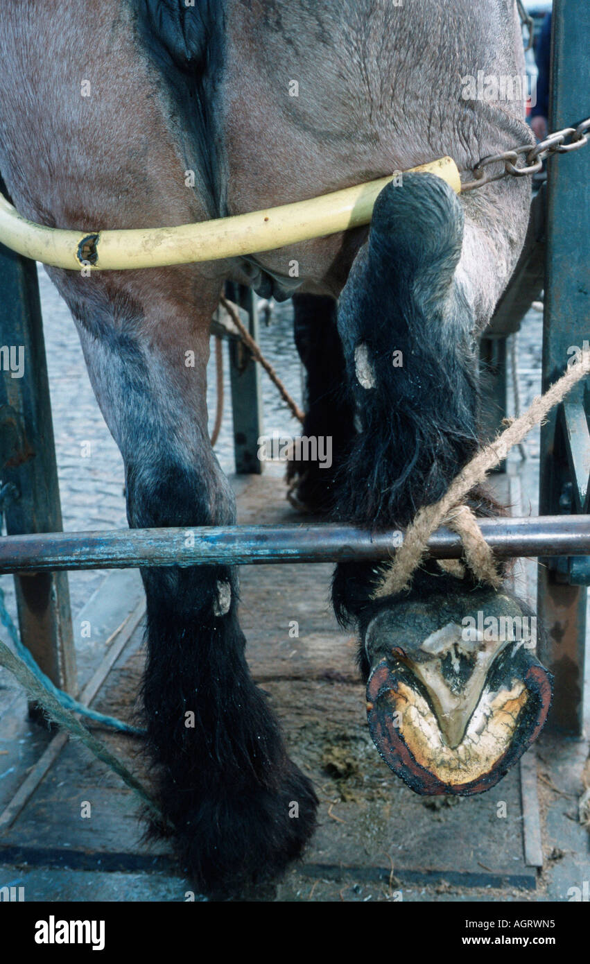 Horse hoof hi-res stock photography and images - Alamy