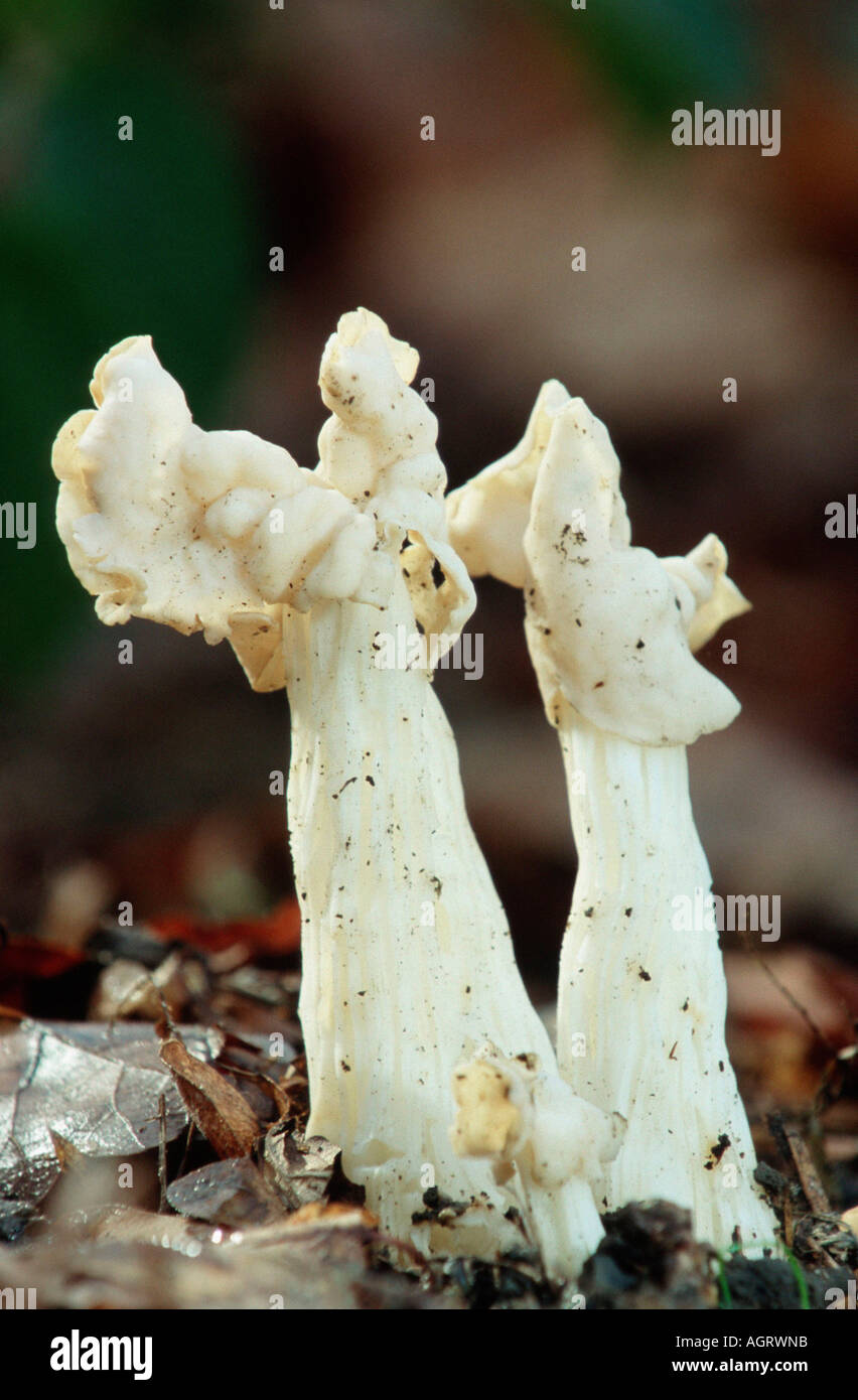 Helvella crispa mushrooms hi-res stock photography and images - Alamy