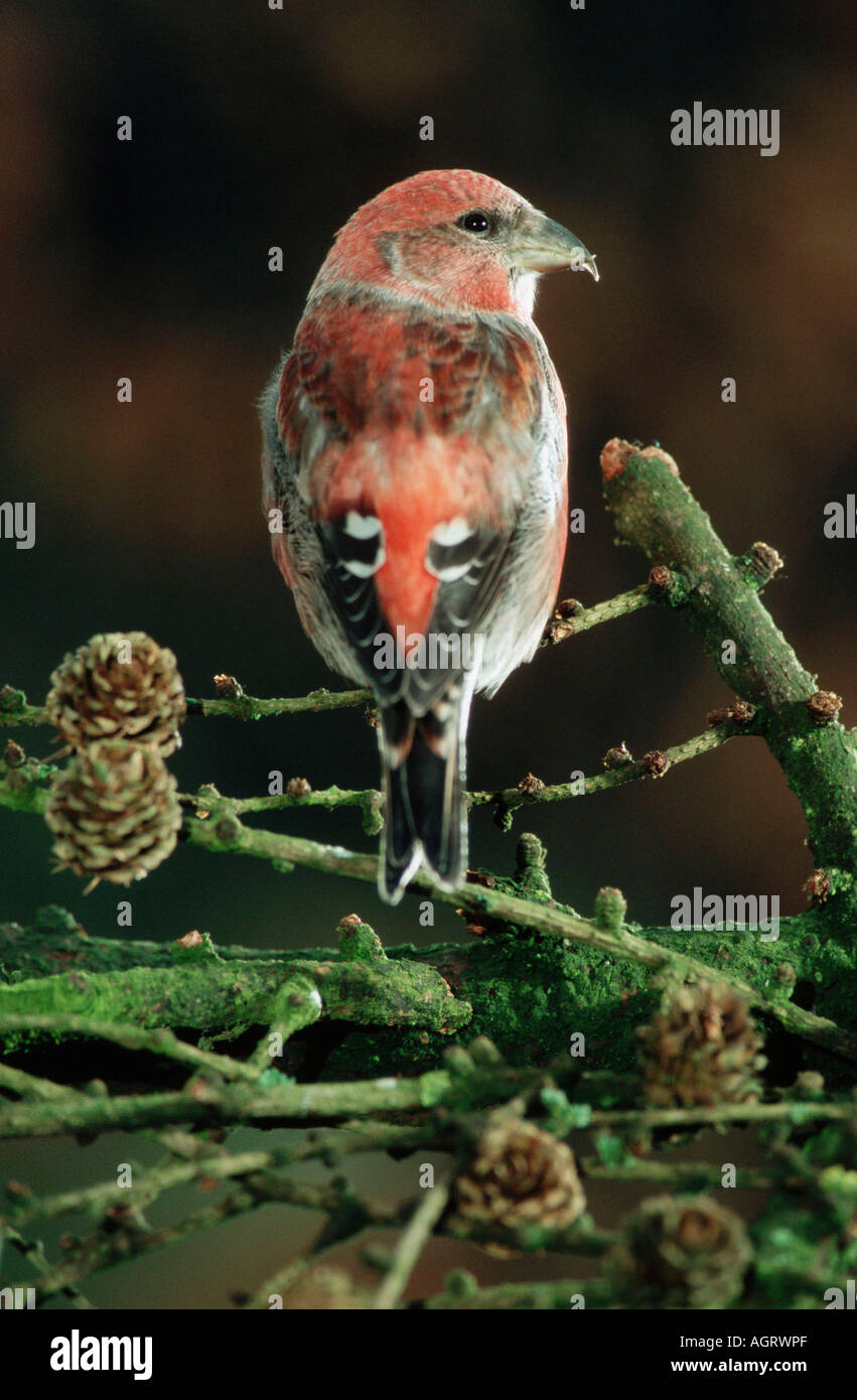 White-winged Crossbill / Two-barred Crossbill Stock Photo - Alamy