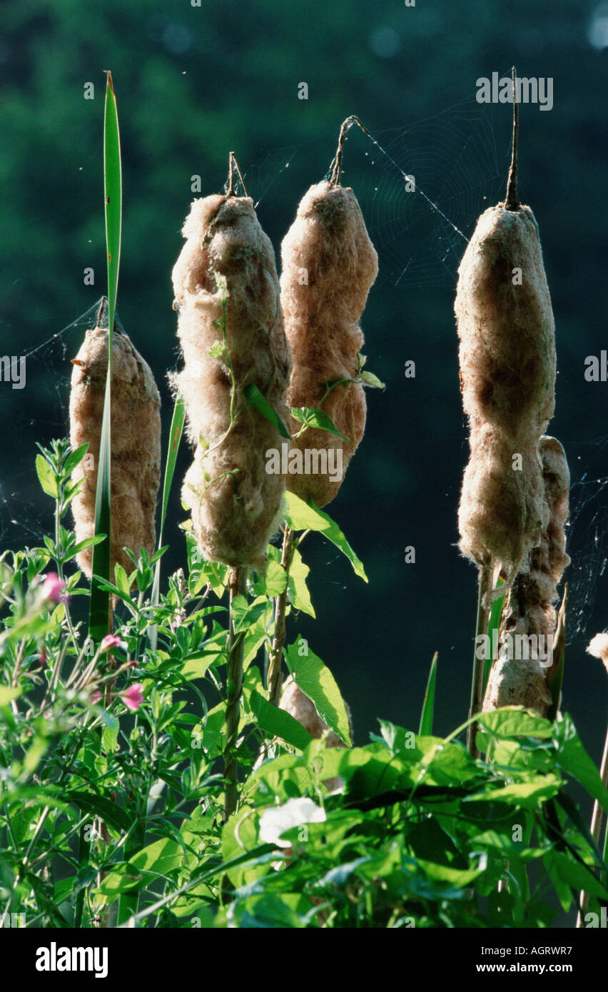 Common Cattail / Reed Mace Stock Photo - Alamy