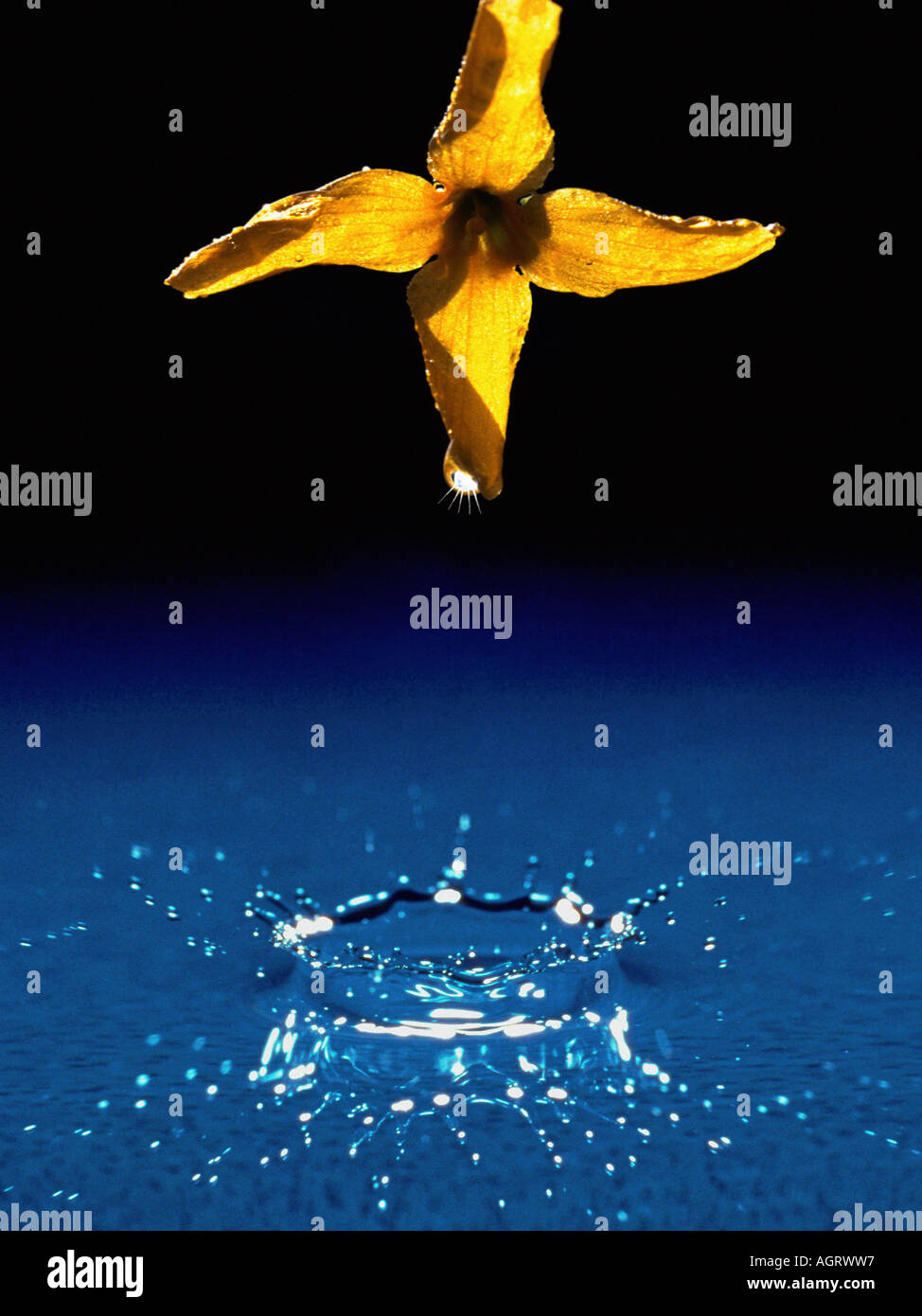 Flower with drop of water Stock Photo - Alamy