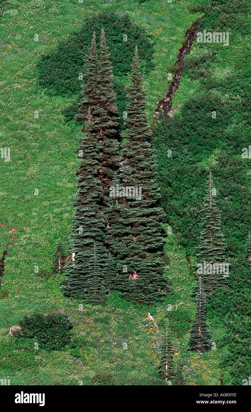 Pacific silver fir abies amabilis hi-res stock photography and images ...