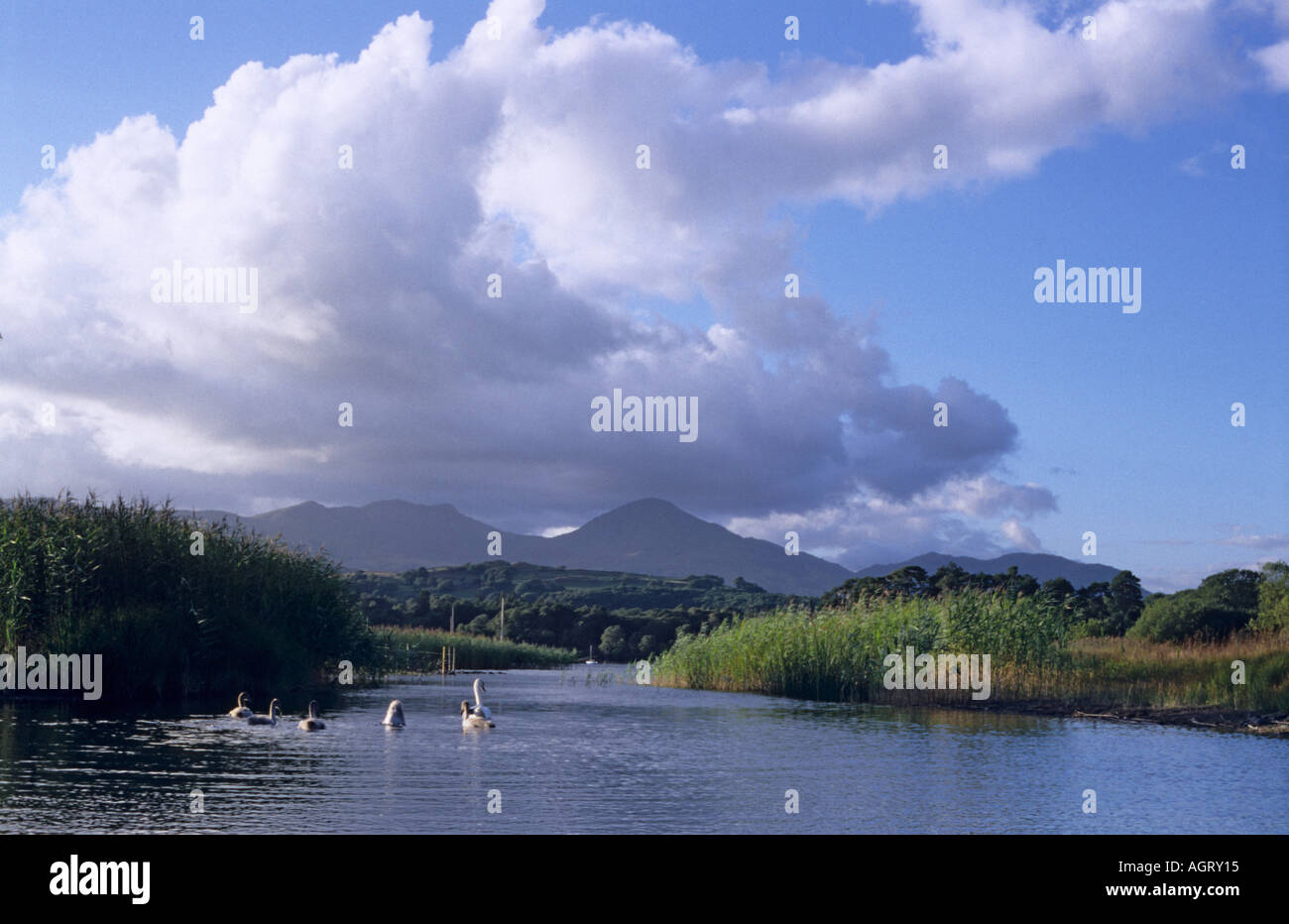 Swan Family on River Crake at the south end of Coniston Water Stock ...