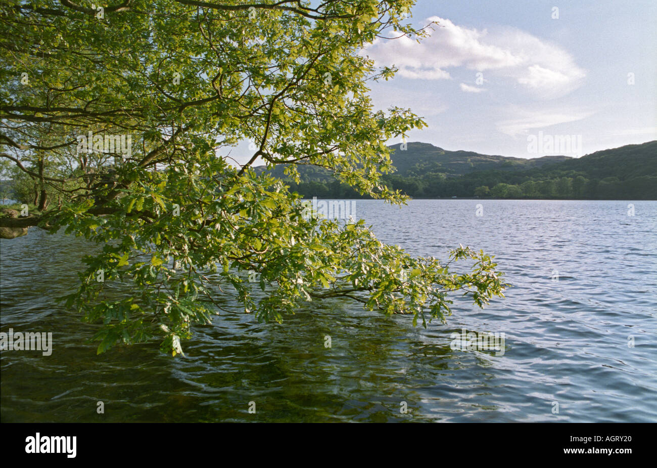 Tree Overhanging Coniston Water Stock Photo - Alamy