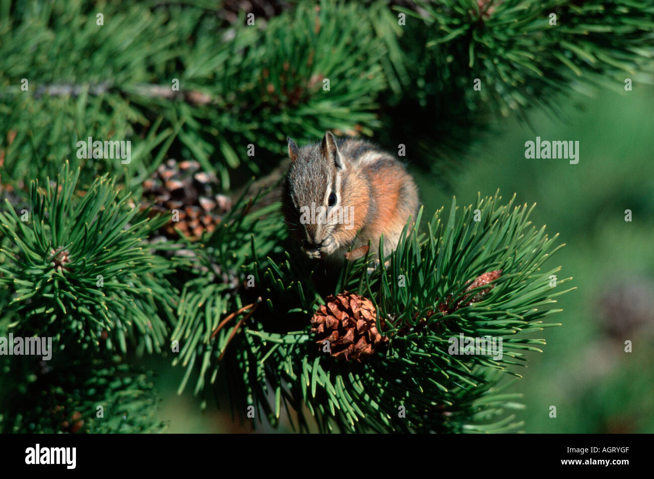 Eastern American Chipmunk Stock Photo - Alamy