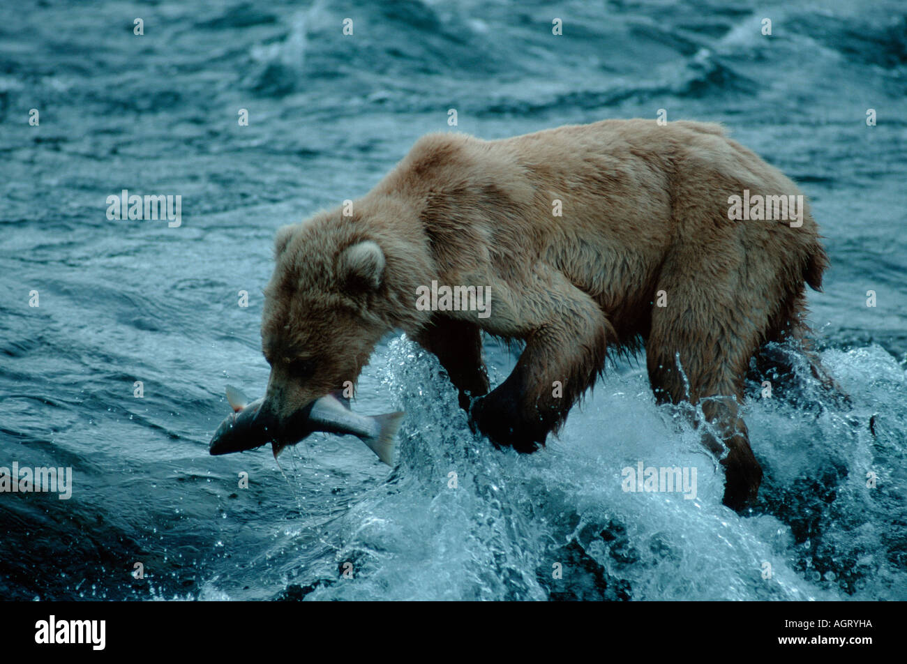 Single bear catching hi-res stock photography and images - Alamy