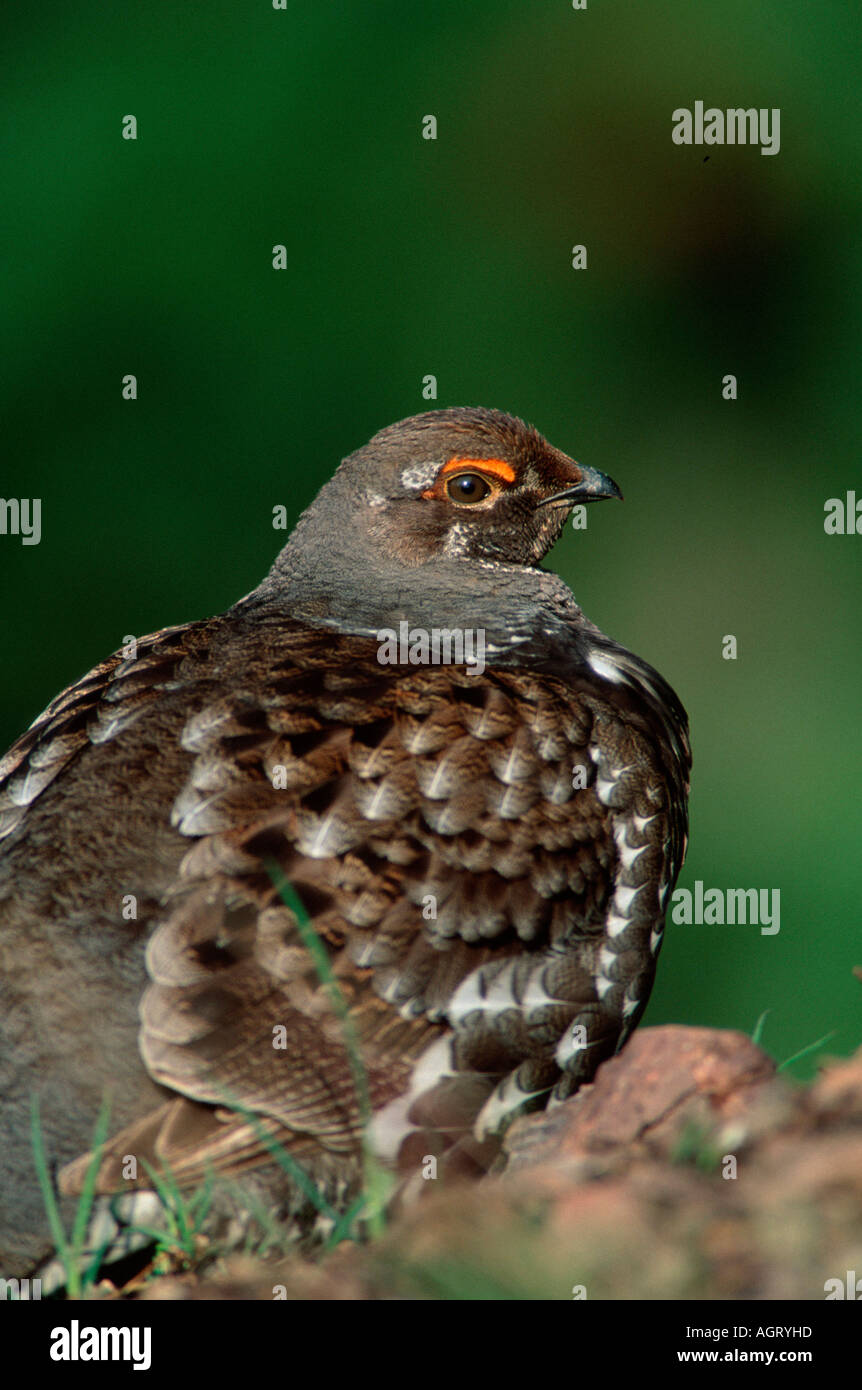 Spruce grouse dendragapus canadensis hi-res stock photography and ...