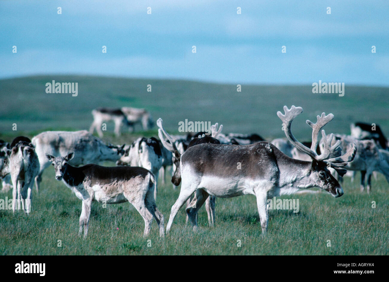 Herd of caribou in canada hi-res stock photography and images - Alamy