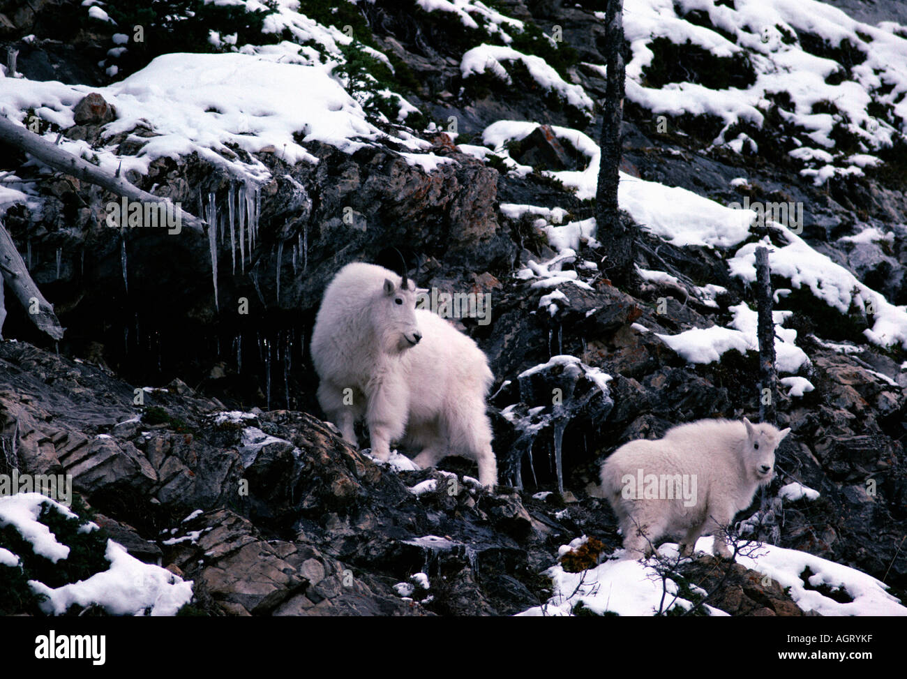 Adult and juvenile mountain goat hi-res stock photography and images ...