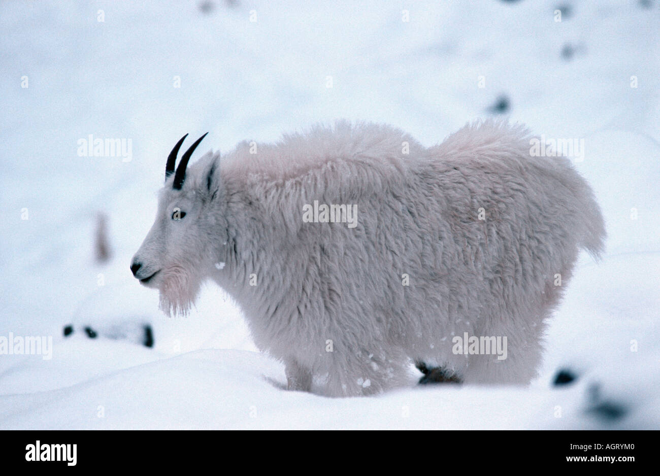 Mountain goat animal snow winter canada white hi-res stock photography ...