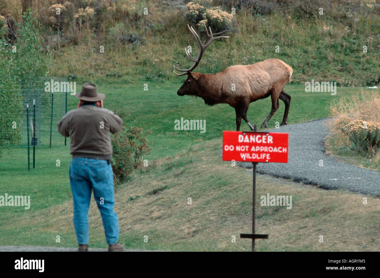 Tourist and Elk Stock Photo - Alamy