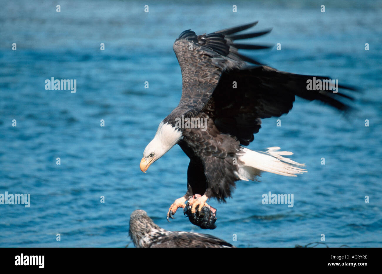 Bald eagle carrying animal hi-res stock photography and images - Alamy