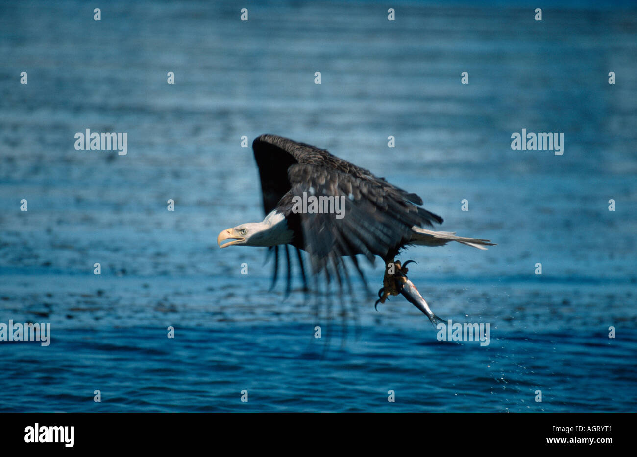Bald eagle carrying animal hi-res stock photography and images - Alamy