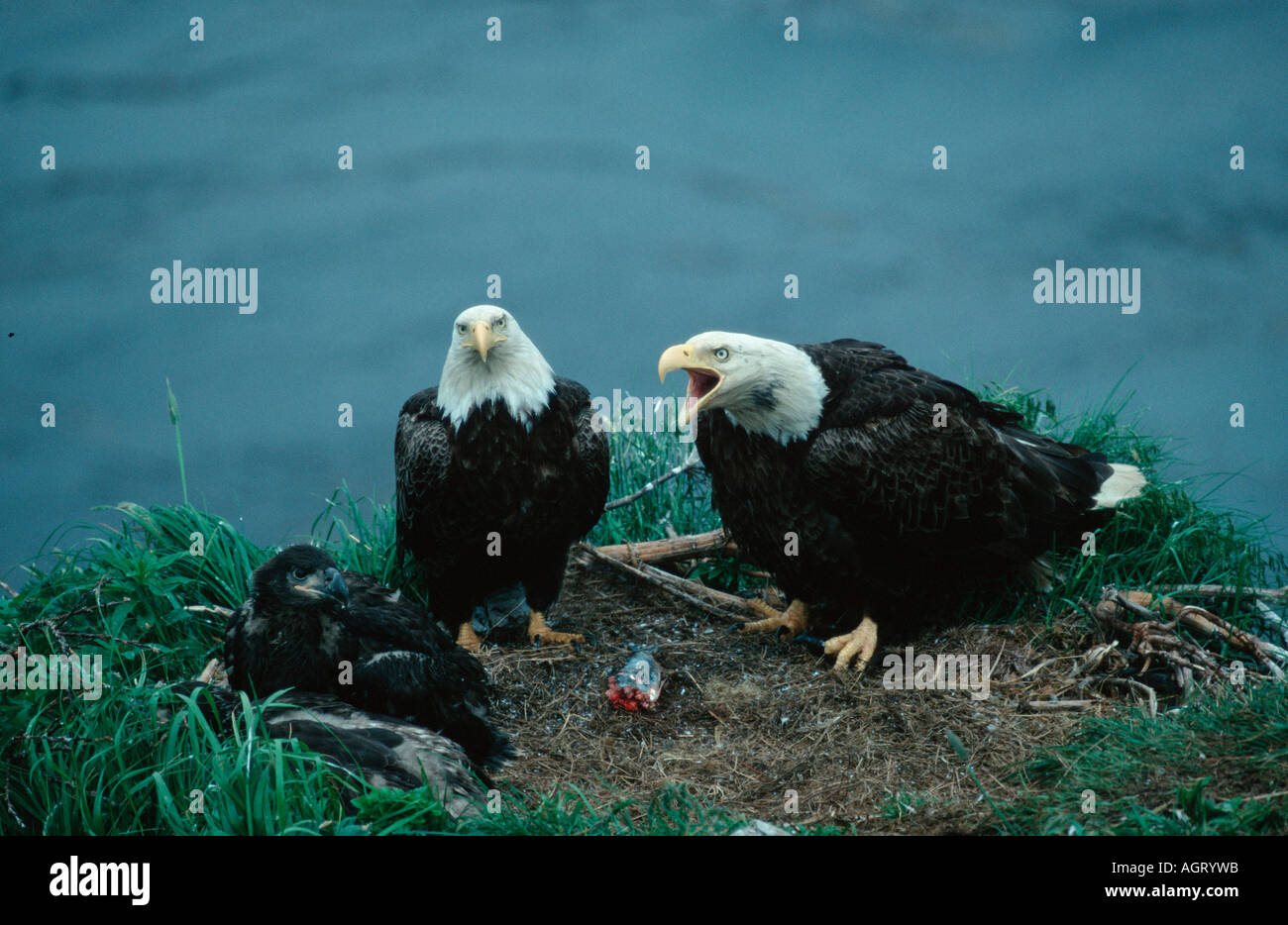 Bald eagle family nest hi-res stock photography and images - Alamy