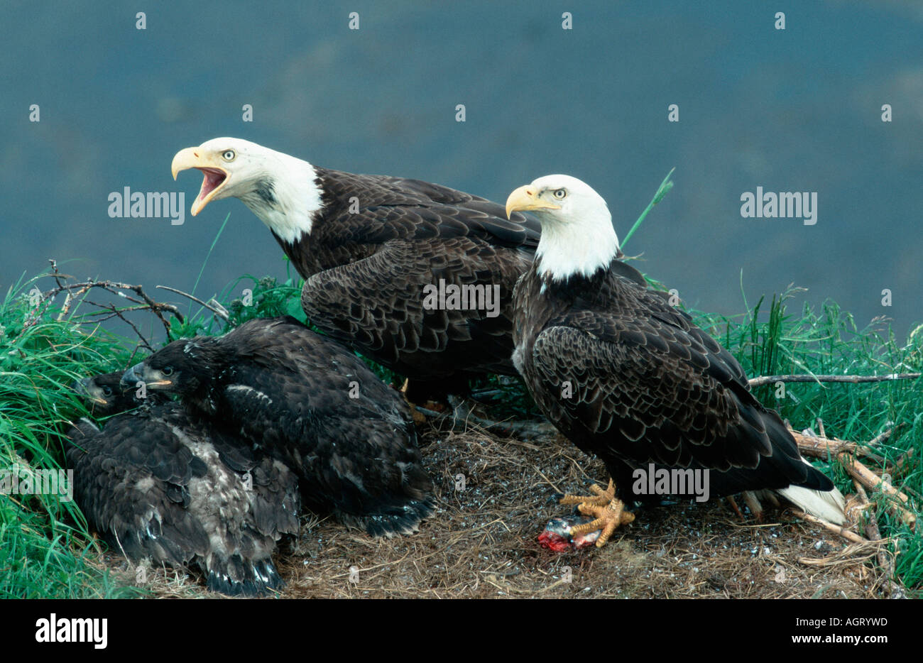 Bald eagle family nest hi-res stock photography and images - Alamy