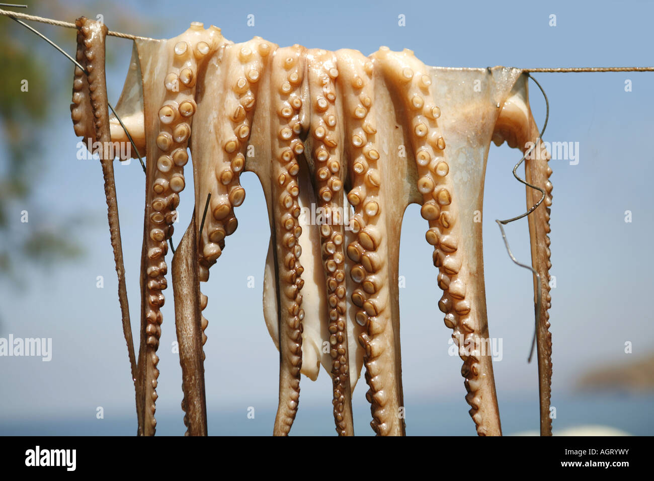 Drying octopus Greece Stock Photo - Alamy