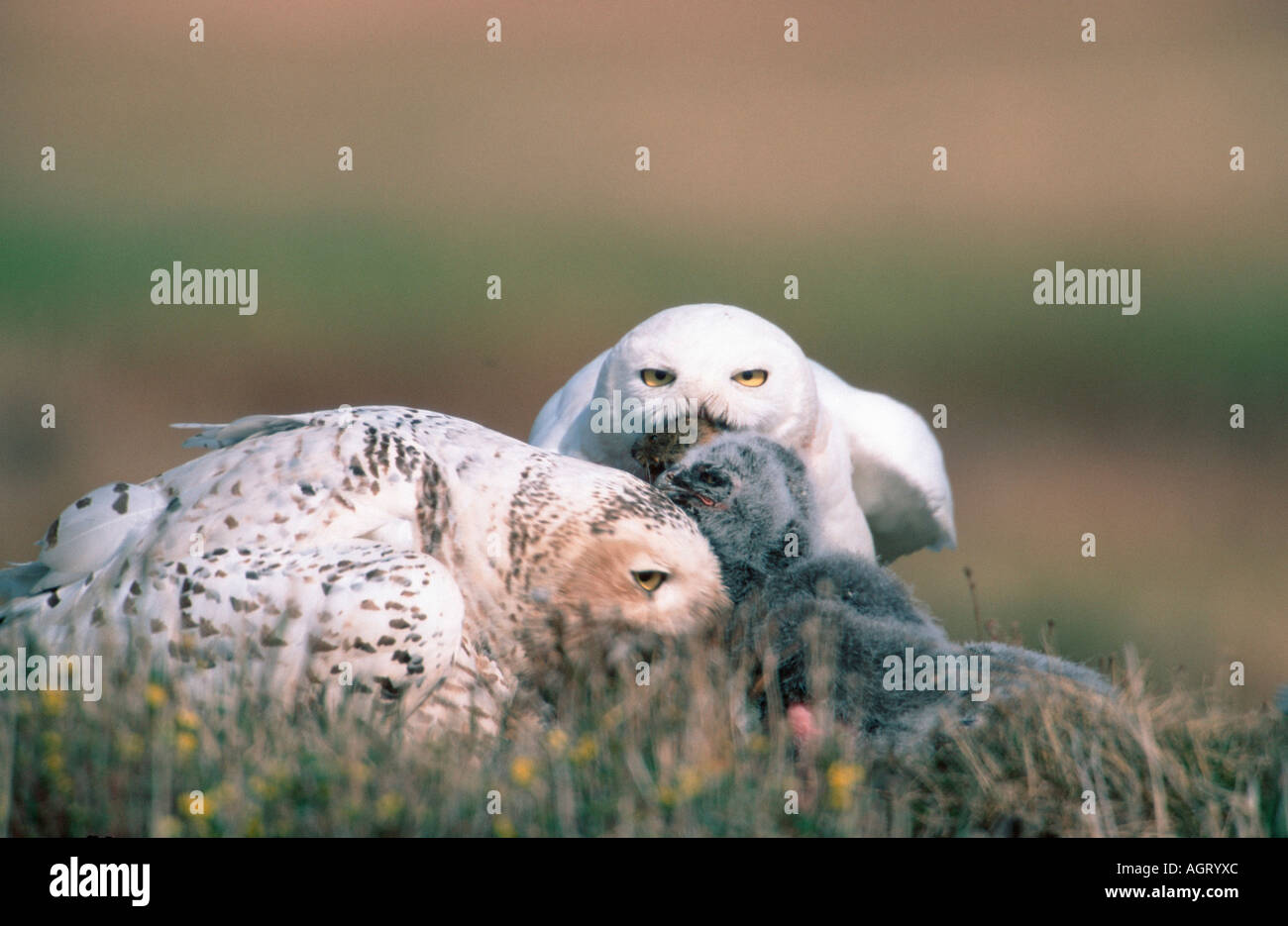 Snowy owl nest hi-res stock photography and images - Alamy
