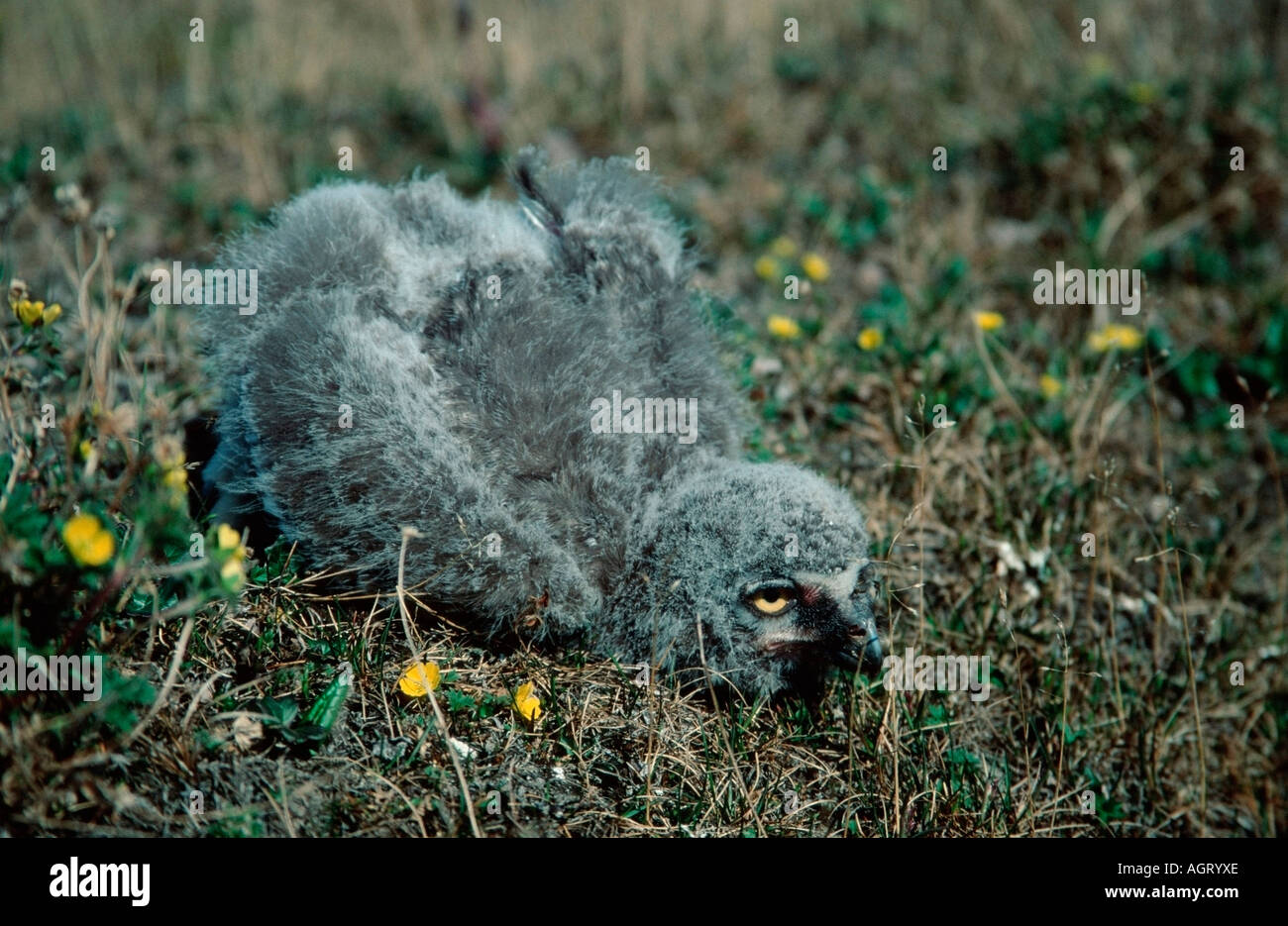 Barrow owl hi-res stock photography and images - Alamy