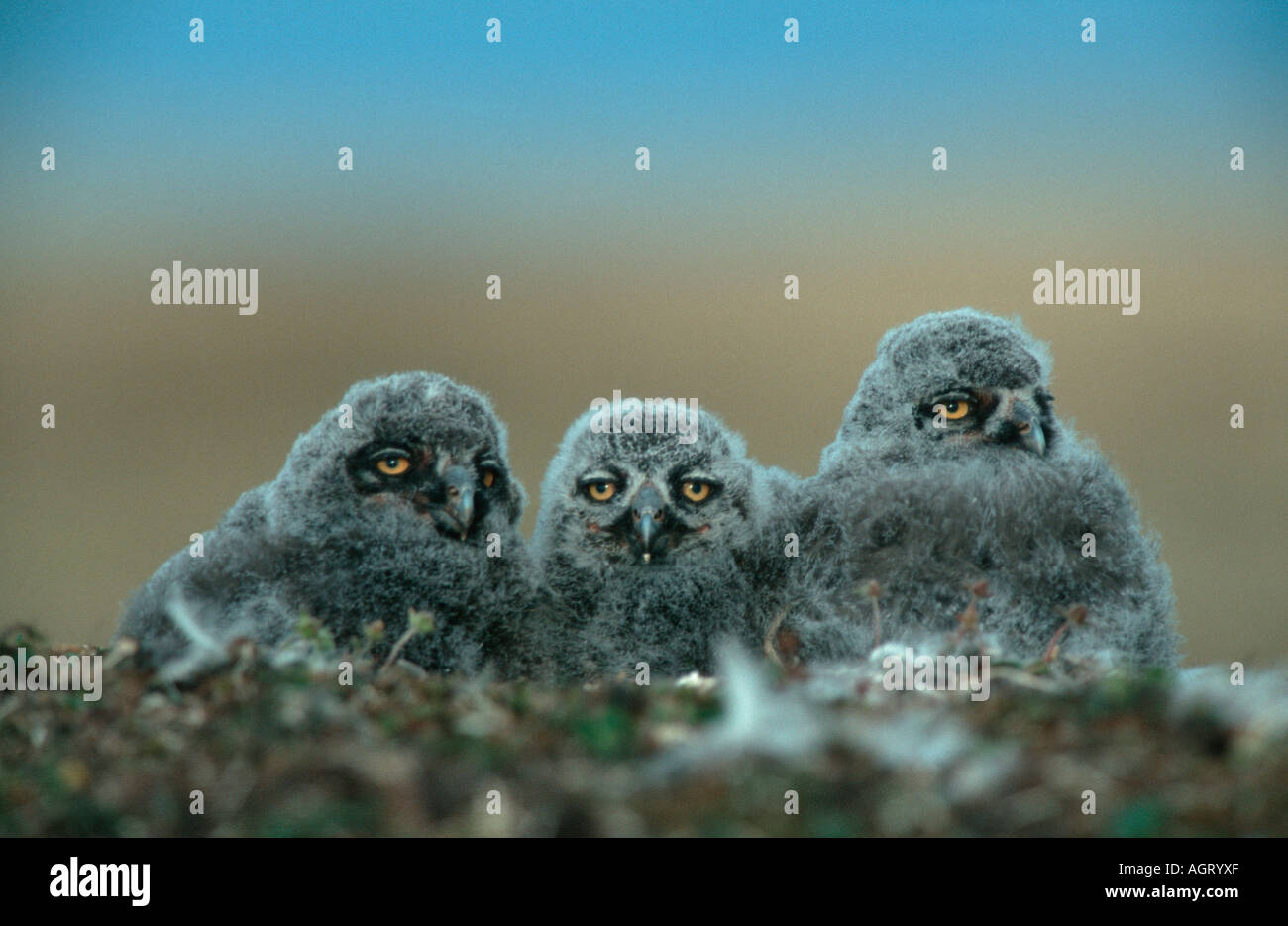 Snowy owl chicks hi-res stock photography and images - Alamy