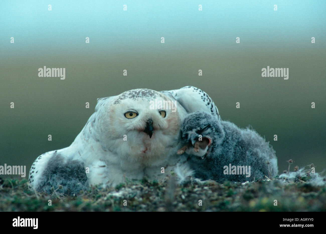 Barrow owl hi-res stock photography and images - Alamy
