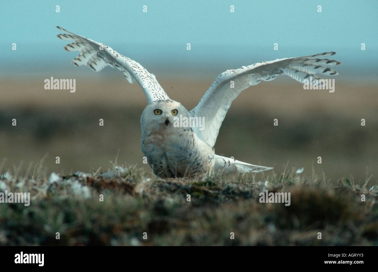 Barrow owl hi-res stock photography and images - Alamy