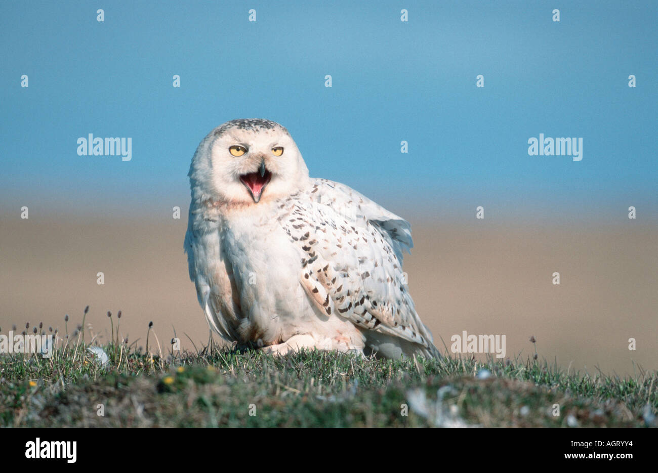 Barrow owl hi-res stock photography and images - Alamy