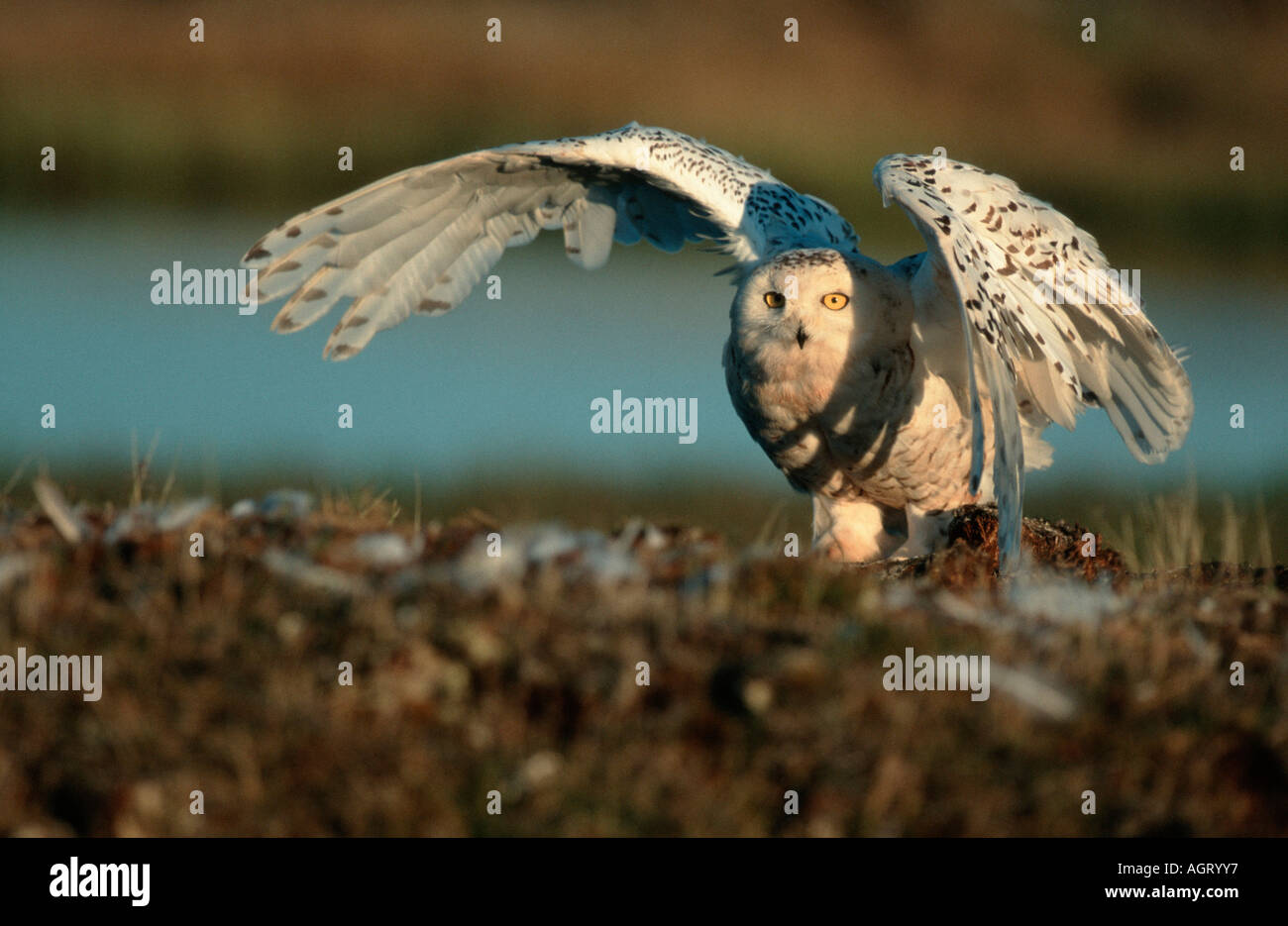 Barrow owl hi-res stock photography and images - Alamy