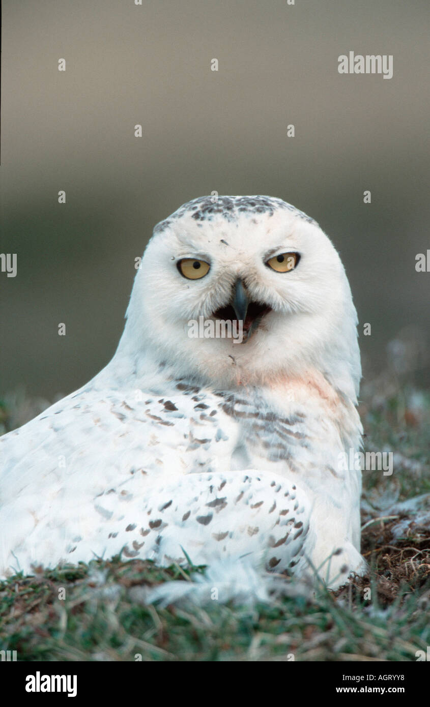 Barrow owl hi-res stock photography and images - Alamy