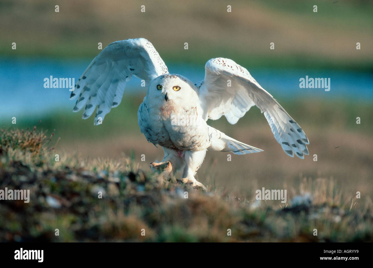 Barrow owl hi-res stock photography and images - Alamy