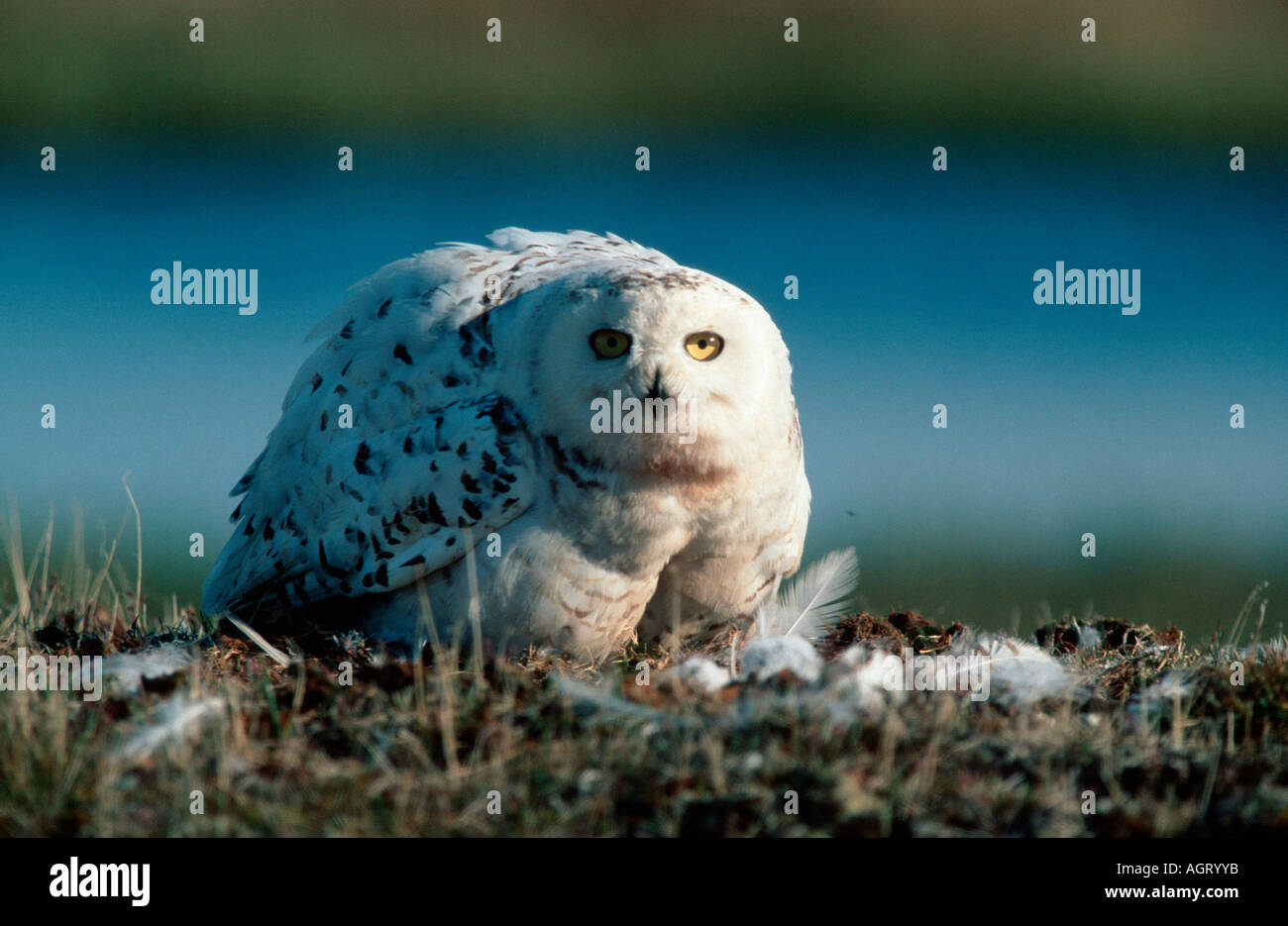 Barrow owl hi-res stock photography and images - Alamy