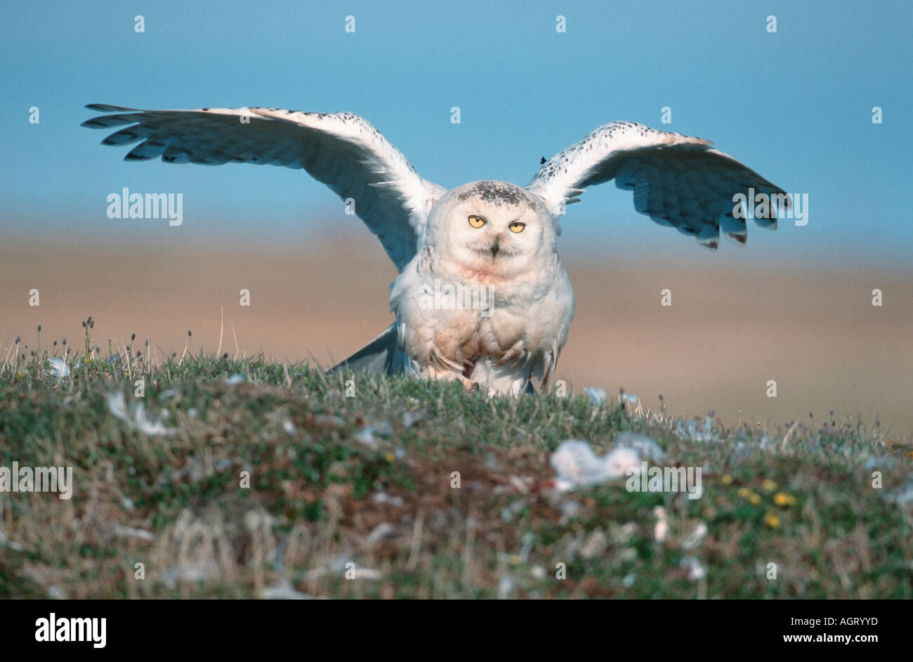 Barrow owl hi-res stock photography and images - Alamy