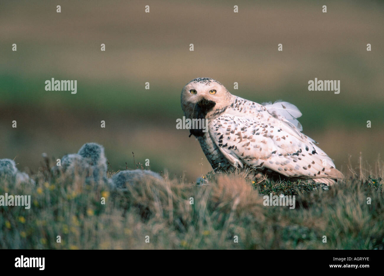 Barrow owl hi-res stock photography and images - Alamy