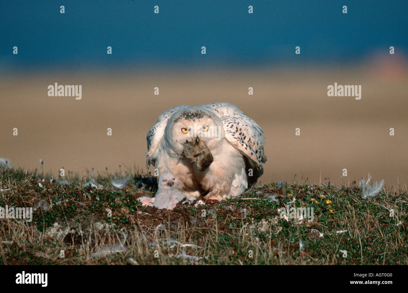 Barrow Owl High Resolution Stock Photography and Images - Alamy