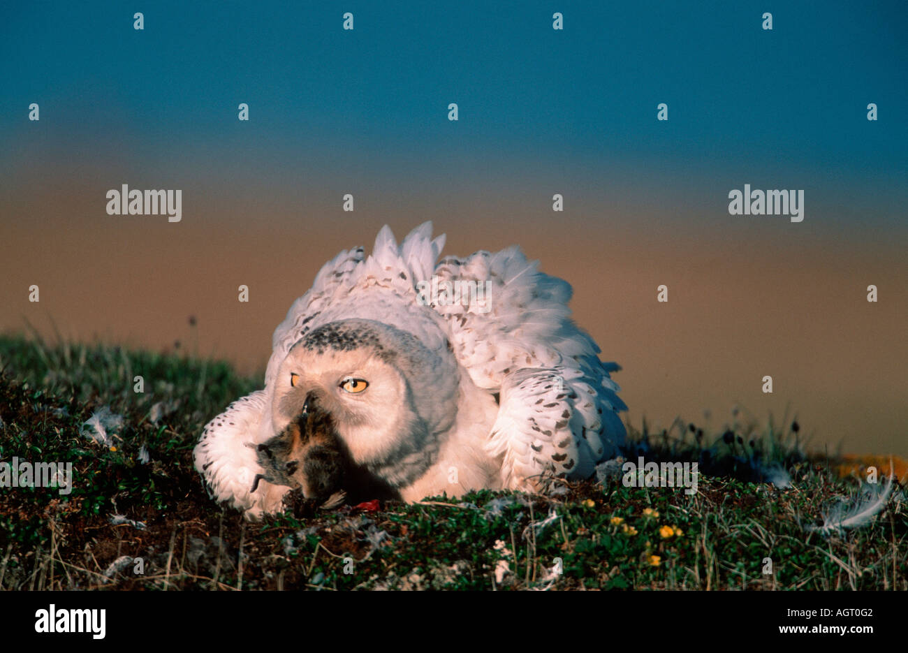 Barrow owl hi-res stock photography and images - Alamy