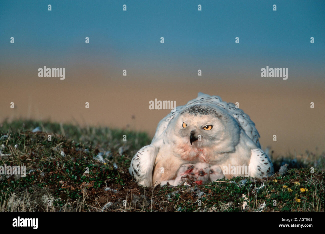 Snowy owl chicks hi-res stock photography and images - Alamy