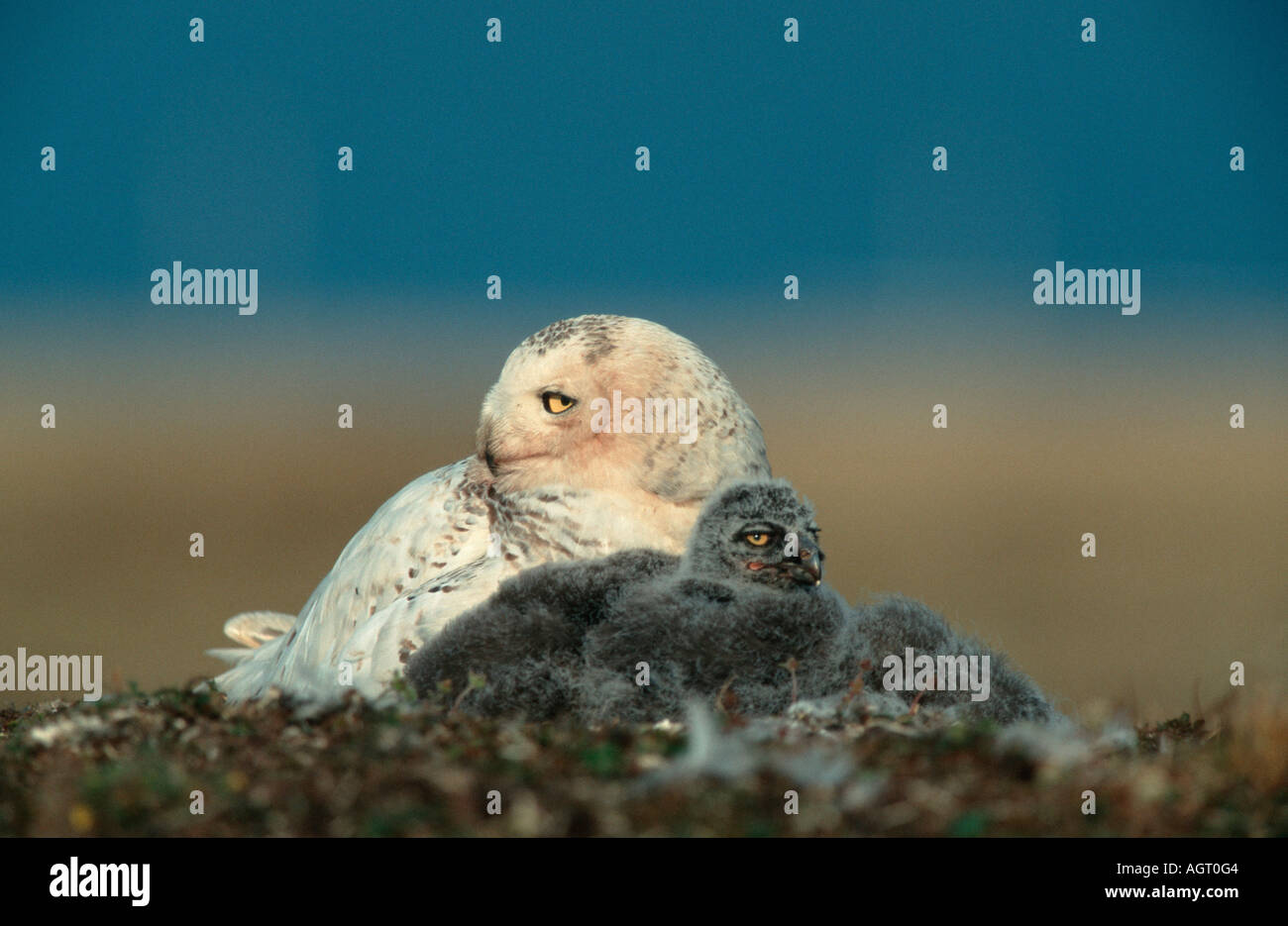 Snowy owl chicks hi-res stock photography and images - Alamy