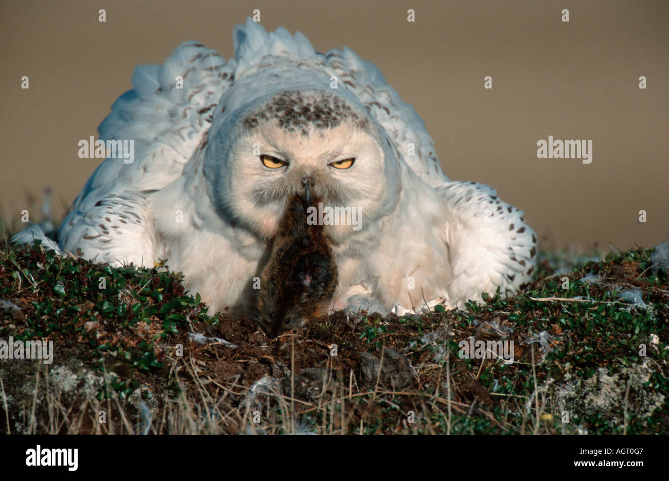 Barrow owl hi-res stock photography and images - Alamy