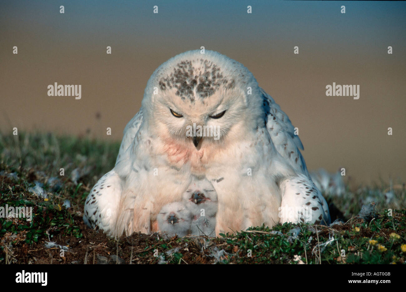 Snowy owl chicks hi-res stock photography and images - Alamy