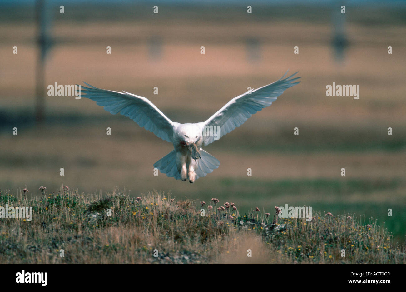 Barrow owl hi-res stock photography and images - Alamy