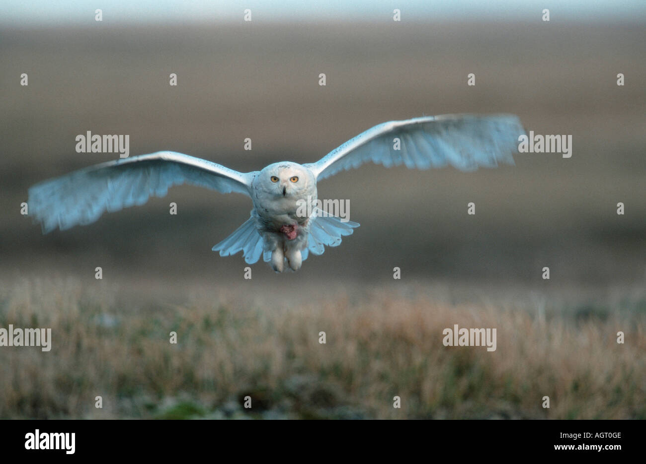 Barrow owl hi-res stock photography and images - Alamy