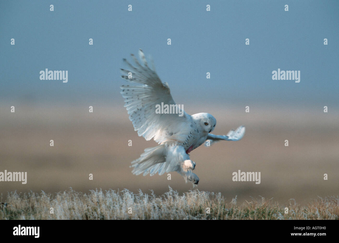 Barrow owl hi-res stock photography and images - Alamy