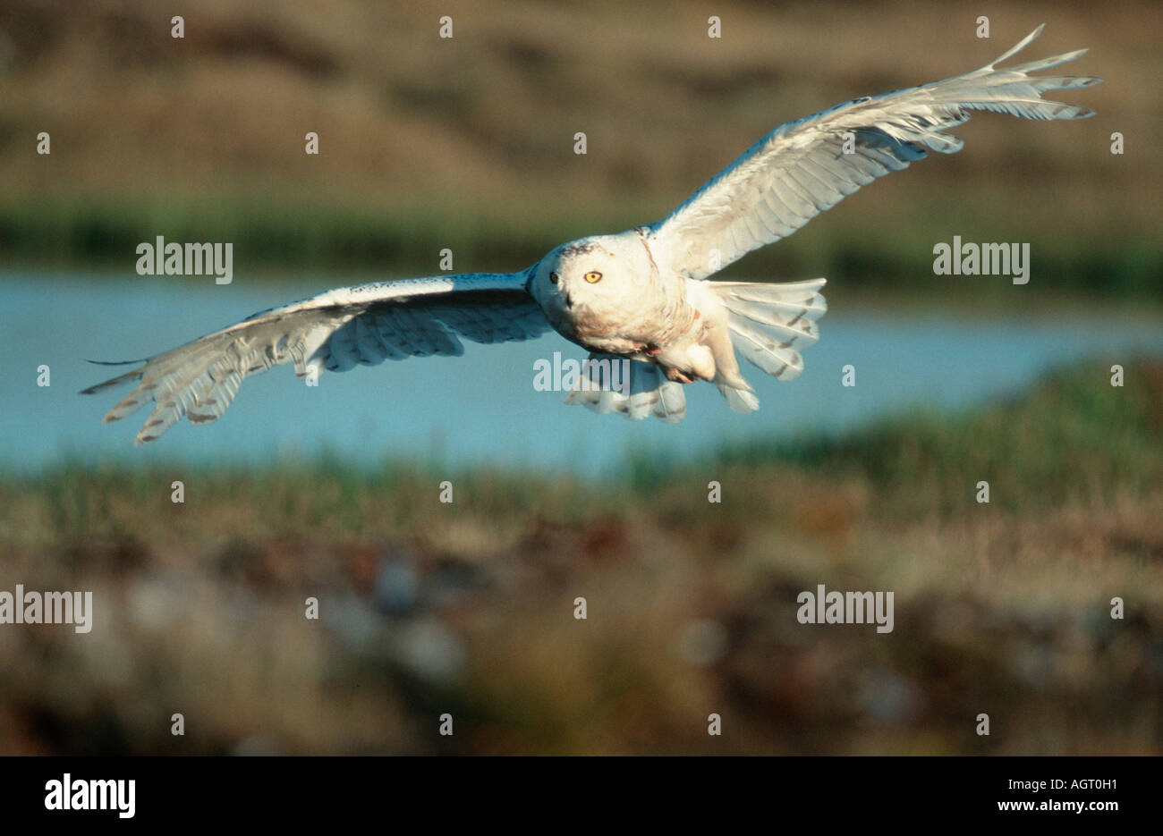 Barrow owl hi-res stock photography and images - Alamy