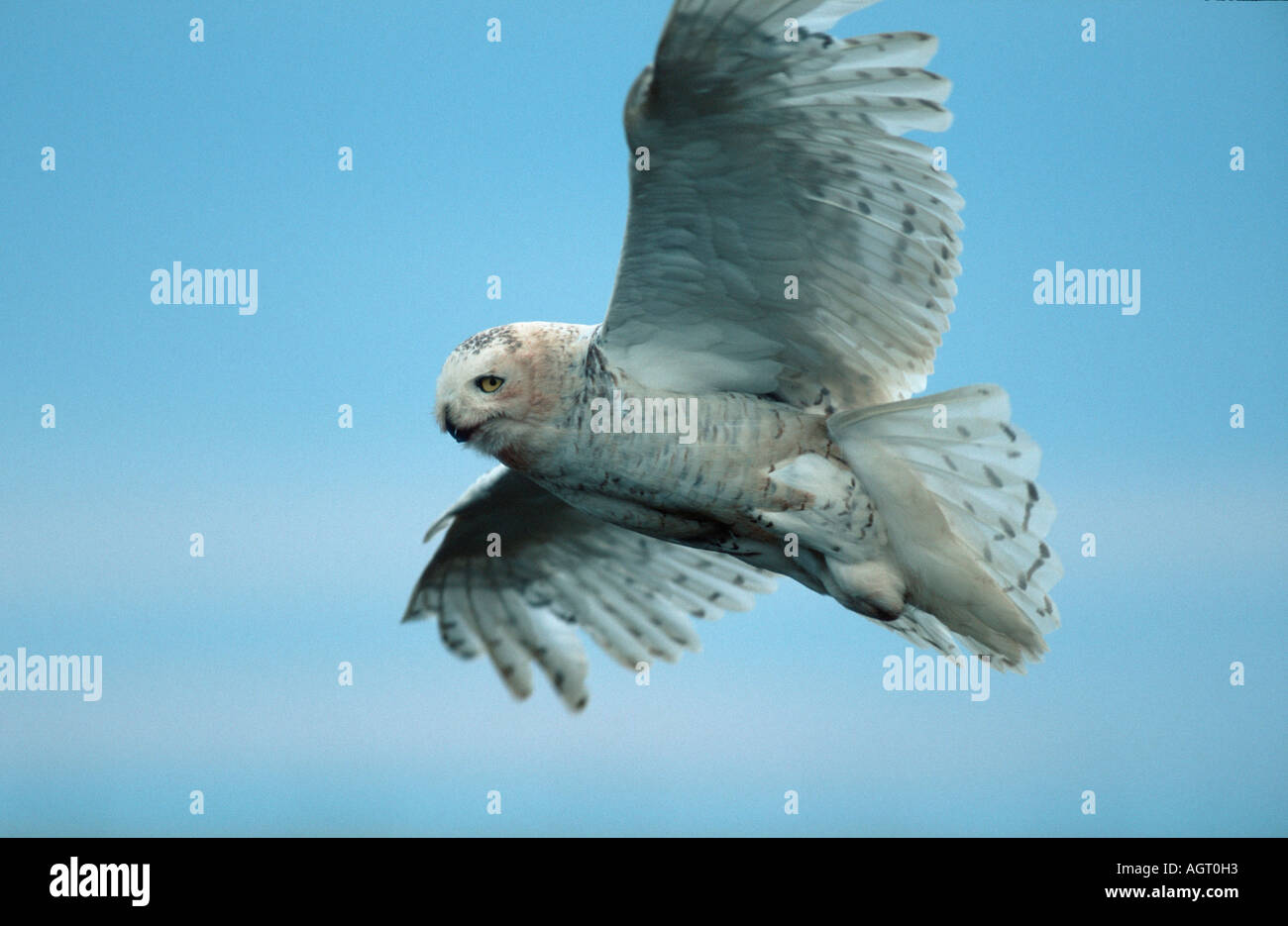 Barrow owl hi-res stock photography and images - Alamy
