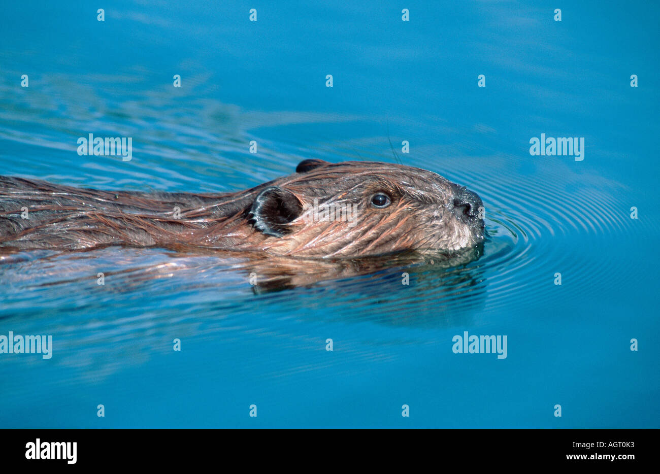 North American Beaver Stock Photo - Alamy