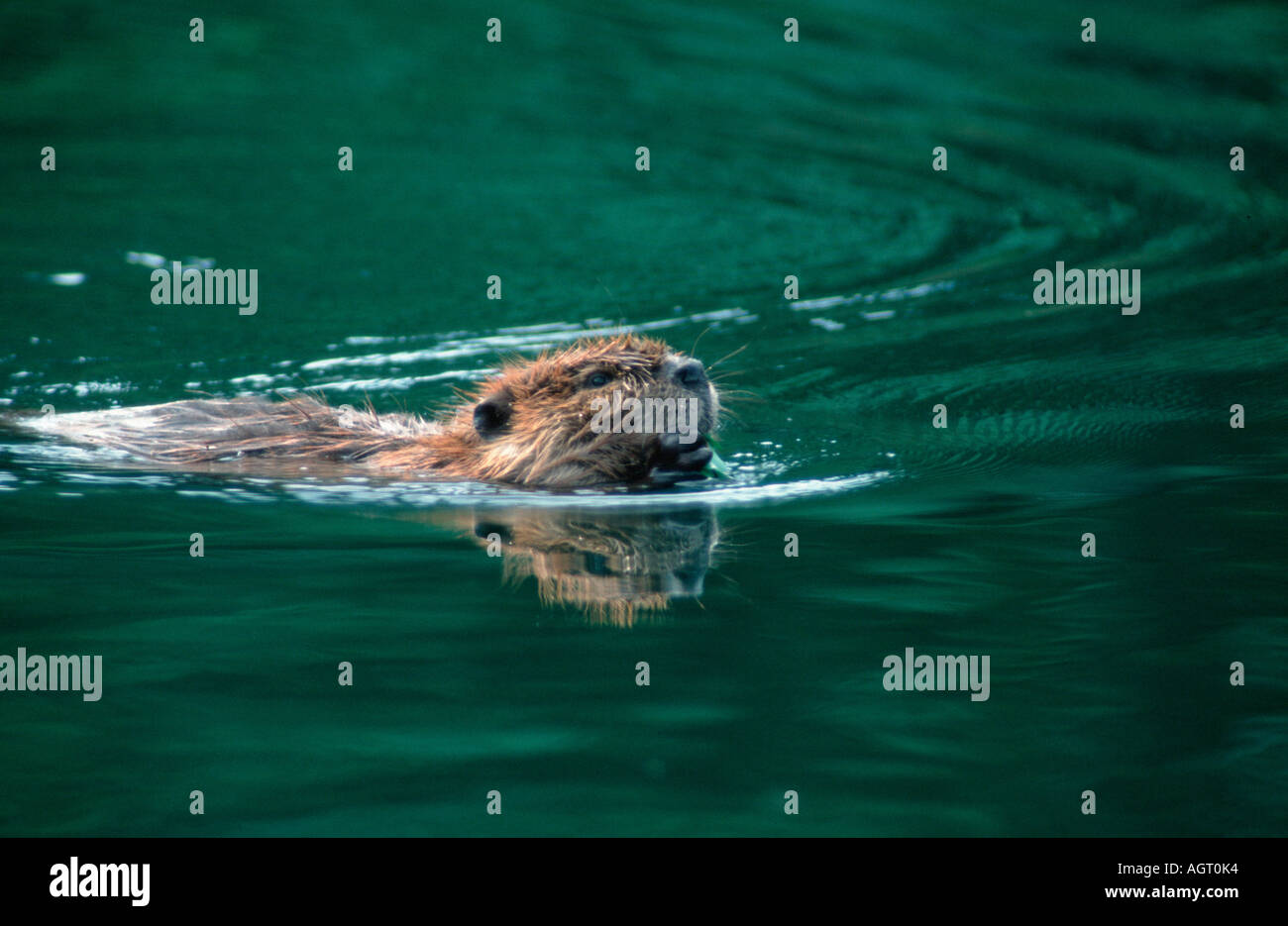 North American Beaver Stock Photo - Alamy