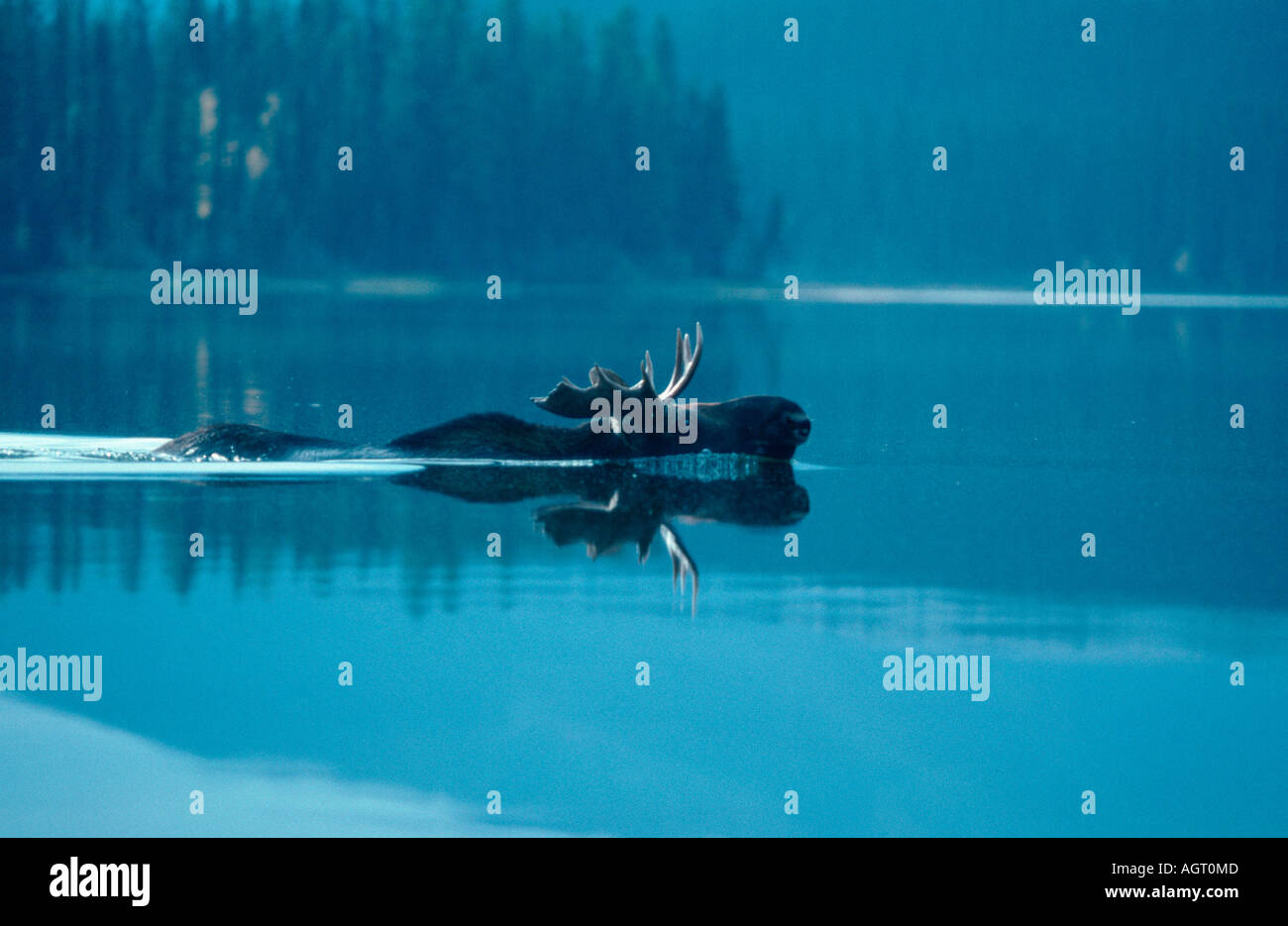 Moose swimming hi-res stock photography and images - Alamy