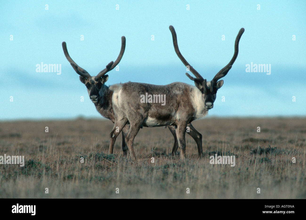 Pair of caribou hi-res stock photography and images - Alamy