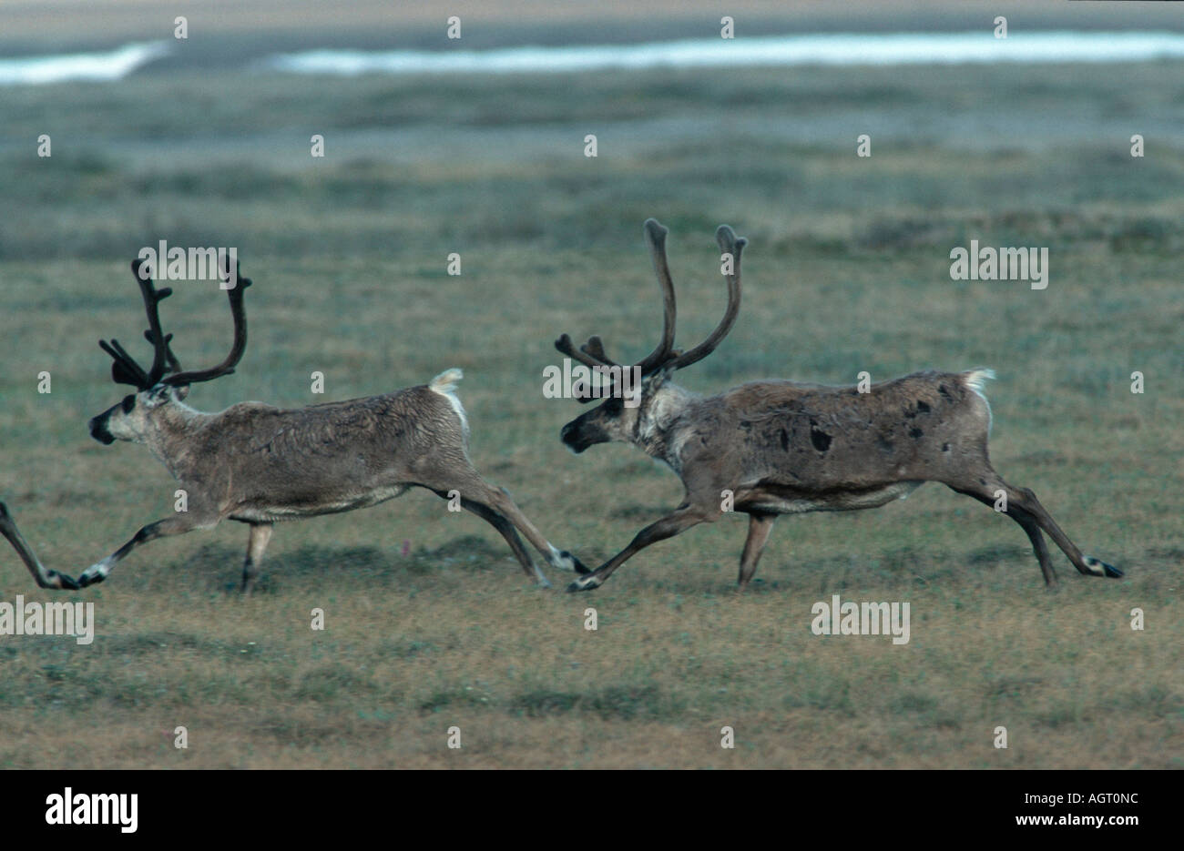 Caribou rangifer tarandus pair running hi-res stock photography and ...