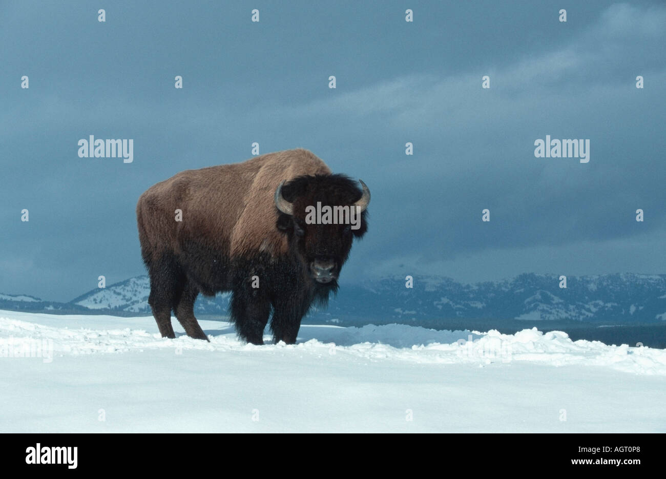 American Bison / Bison Stock Photo - Alamy
